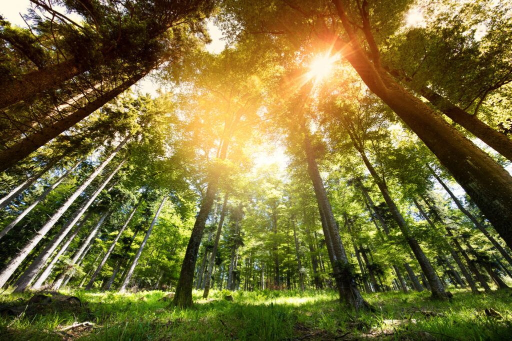 Support Us Population Connection