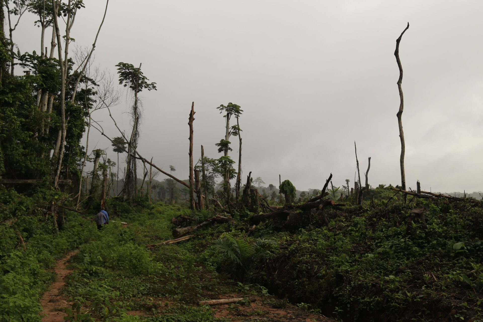 The Disappearing “Lungs of Africa”: Deforestation in the Congo Basin ...