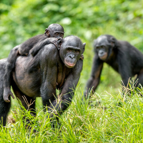 The Disappearing “Lungs of Africa”: Deforestation in the Congo Basin ...