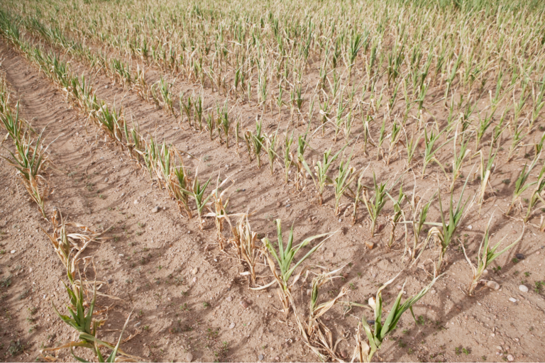 Water warning: Our most precious resource is overused and drying up