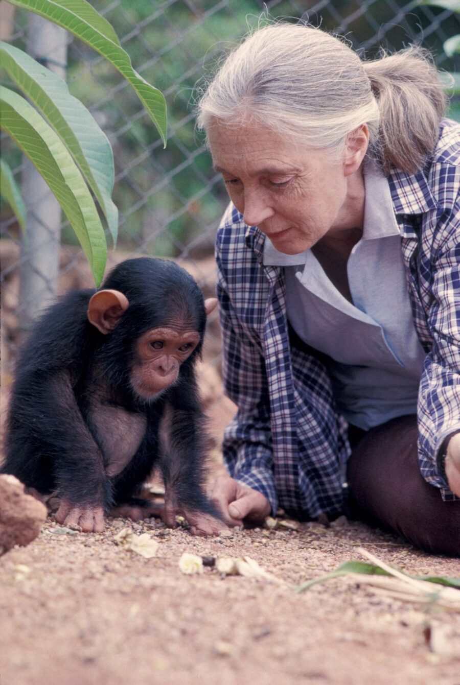 Dr. Jane Goodall’s Legacy: Empathy, Hope, and Activism